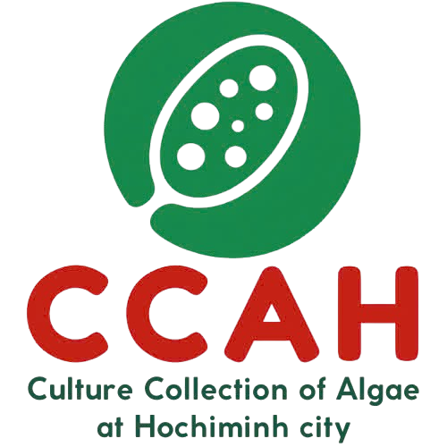 CCAH-Strain